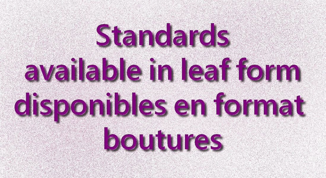 Standards (cuttings) – bloomlovers.com