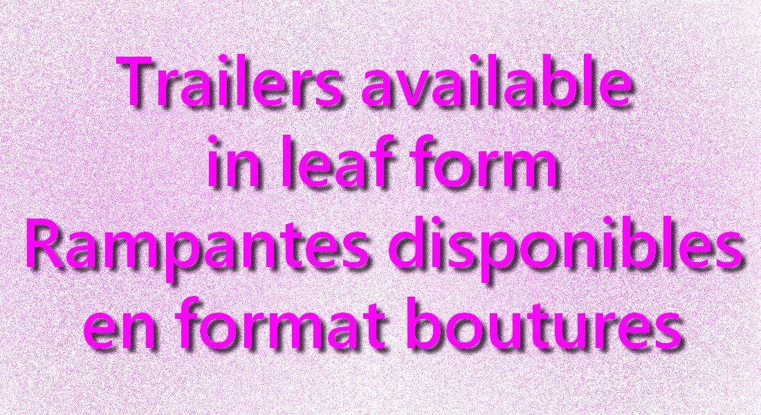 Trailers (cuttings) – bloomlovers.com