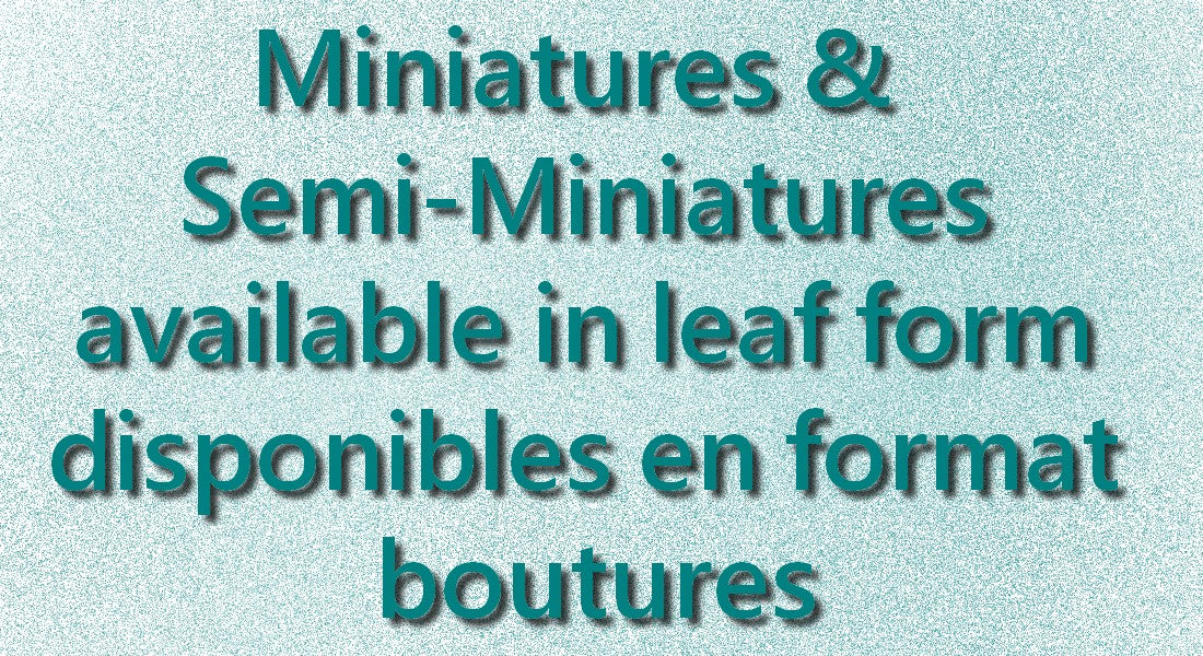 Minis & semis (cuttings) – bloomlovers.com