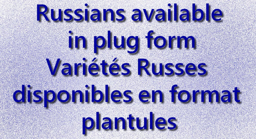 Ukrainian and Russian hybrids (plugs) – bloomlovers.com