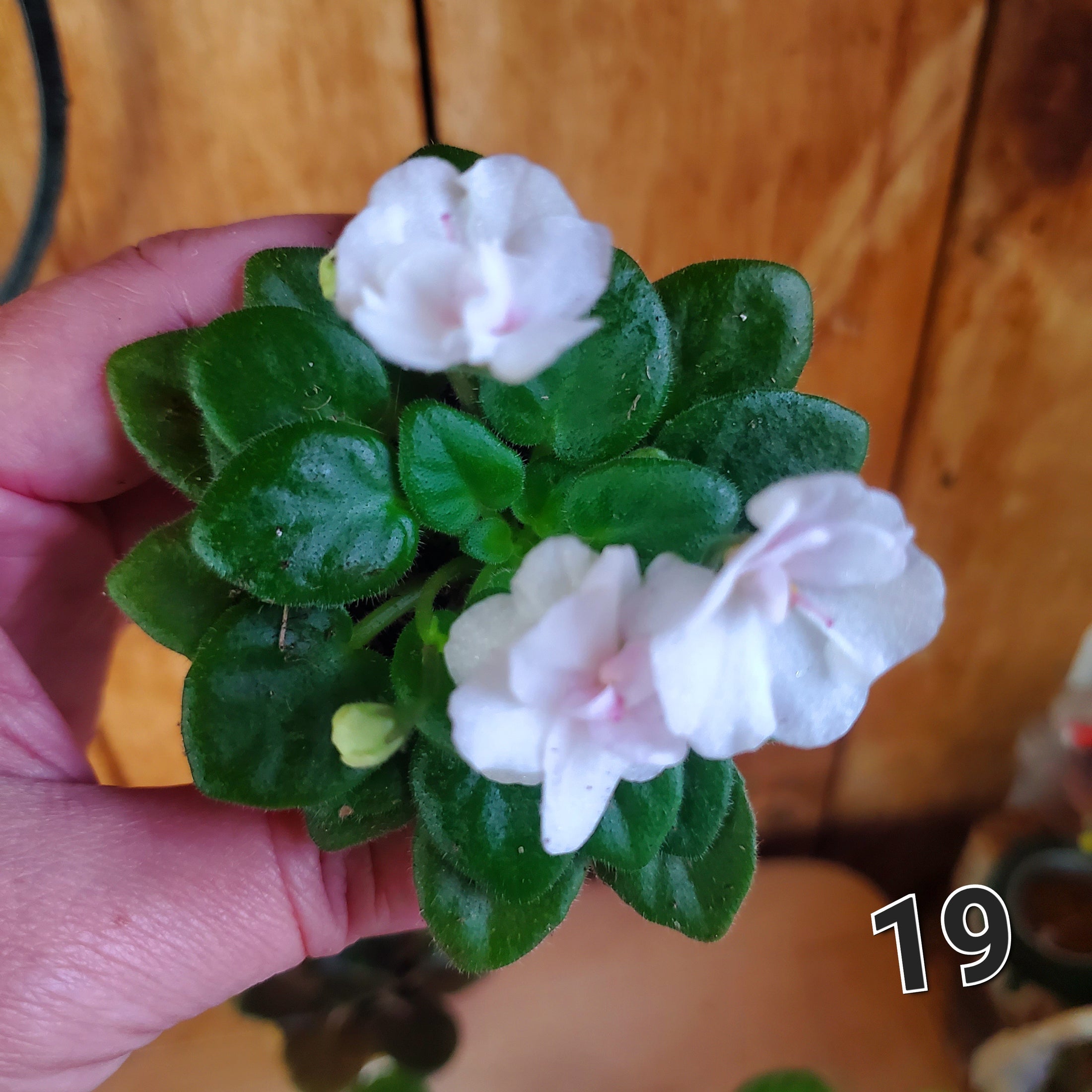 Baby White – bloomlovers.com