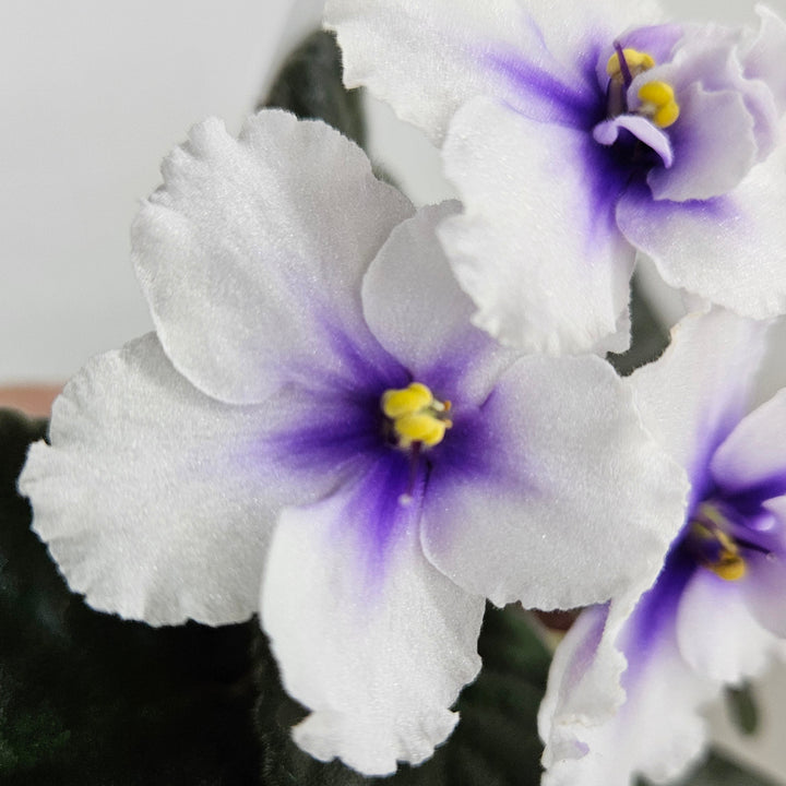 LEAF All available – bloomlovers.com