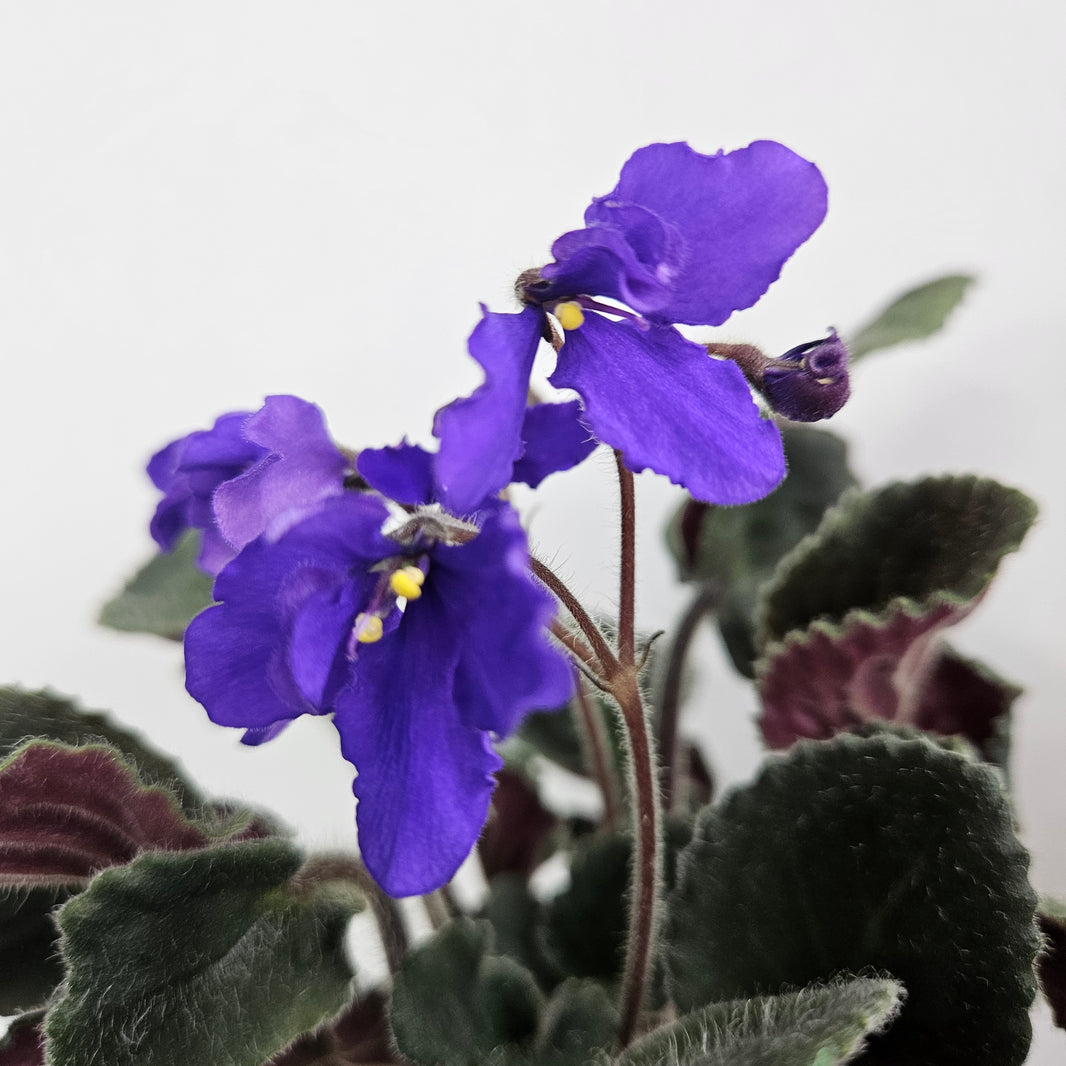 LEAF Standards – bloomlovers.com