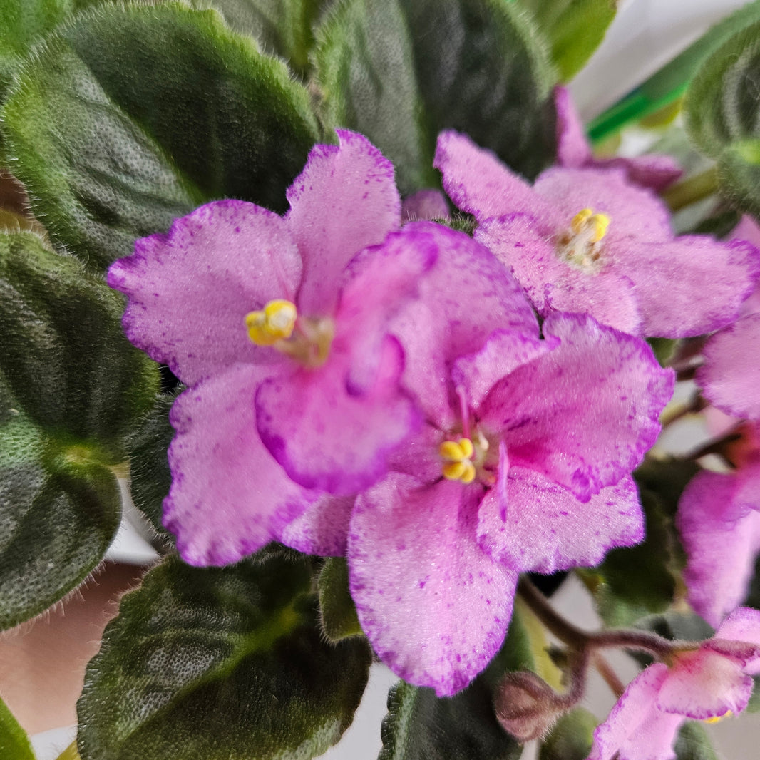 Bloomlovers – bloomlovers.com