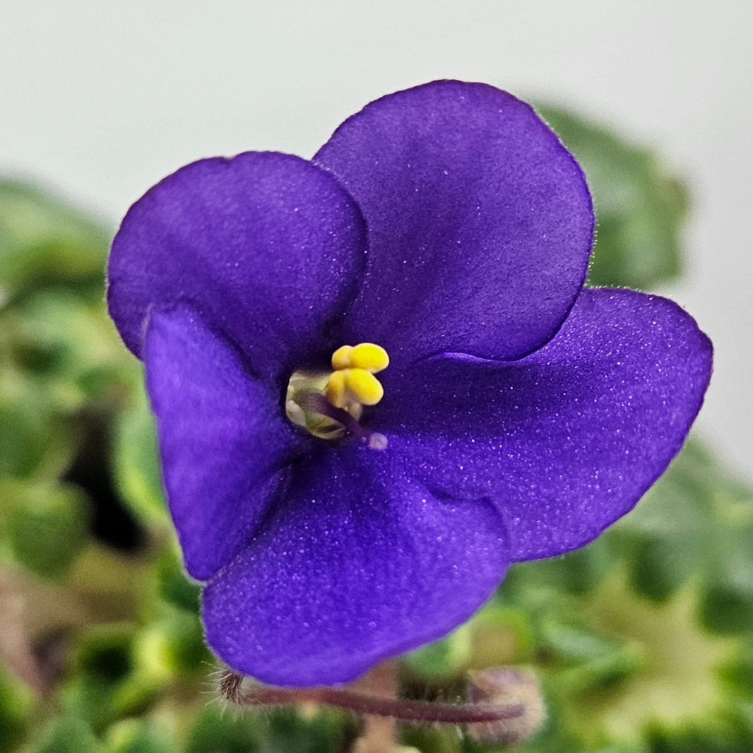 Bloomlovers – bloomlovers.com