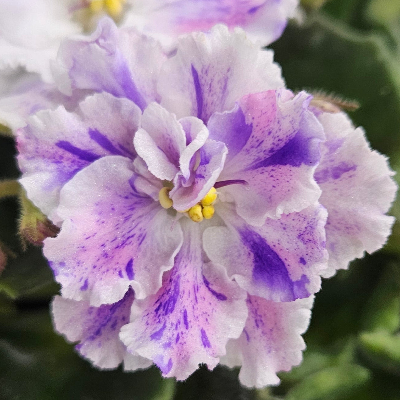 K. Vojaz – bloomlovers.com