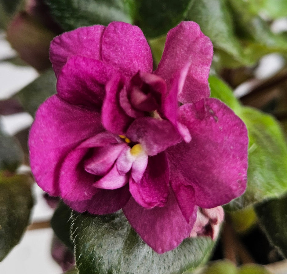 LEAF All available – bloomlovers.com