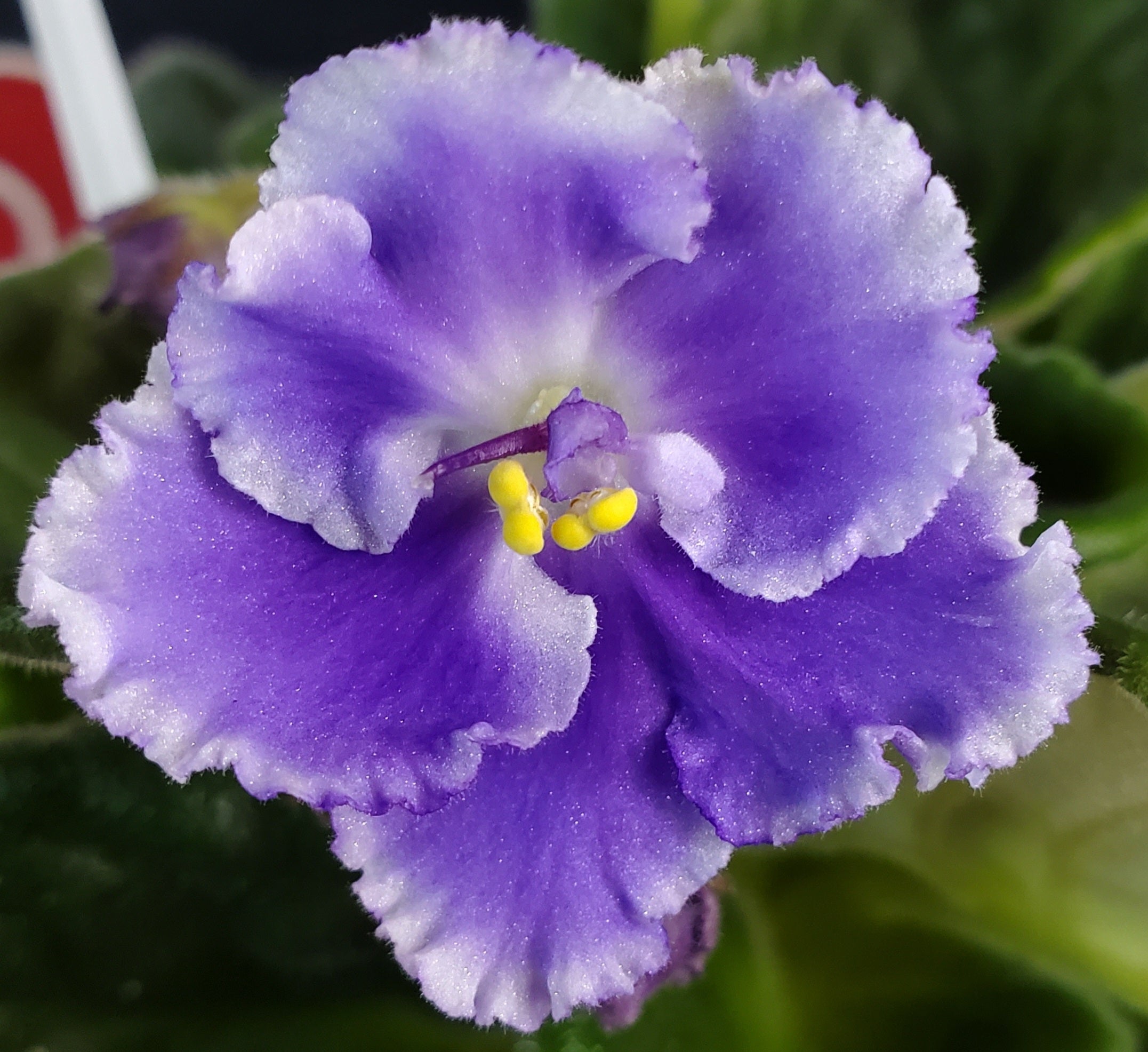 K. Vojaz Sport – bloomlovers.com