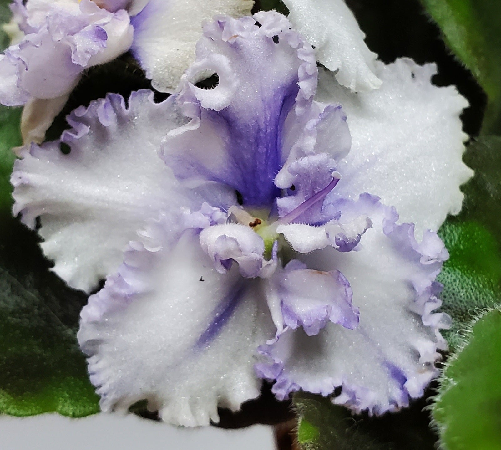 Bloomlovers – bloomlovers.com