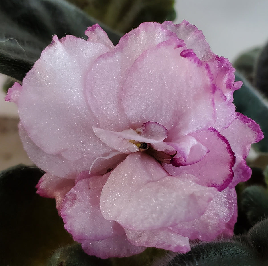 LEAF Ukrainian/Russian – bloomlovers.com