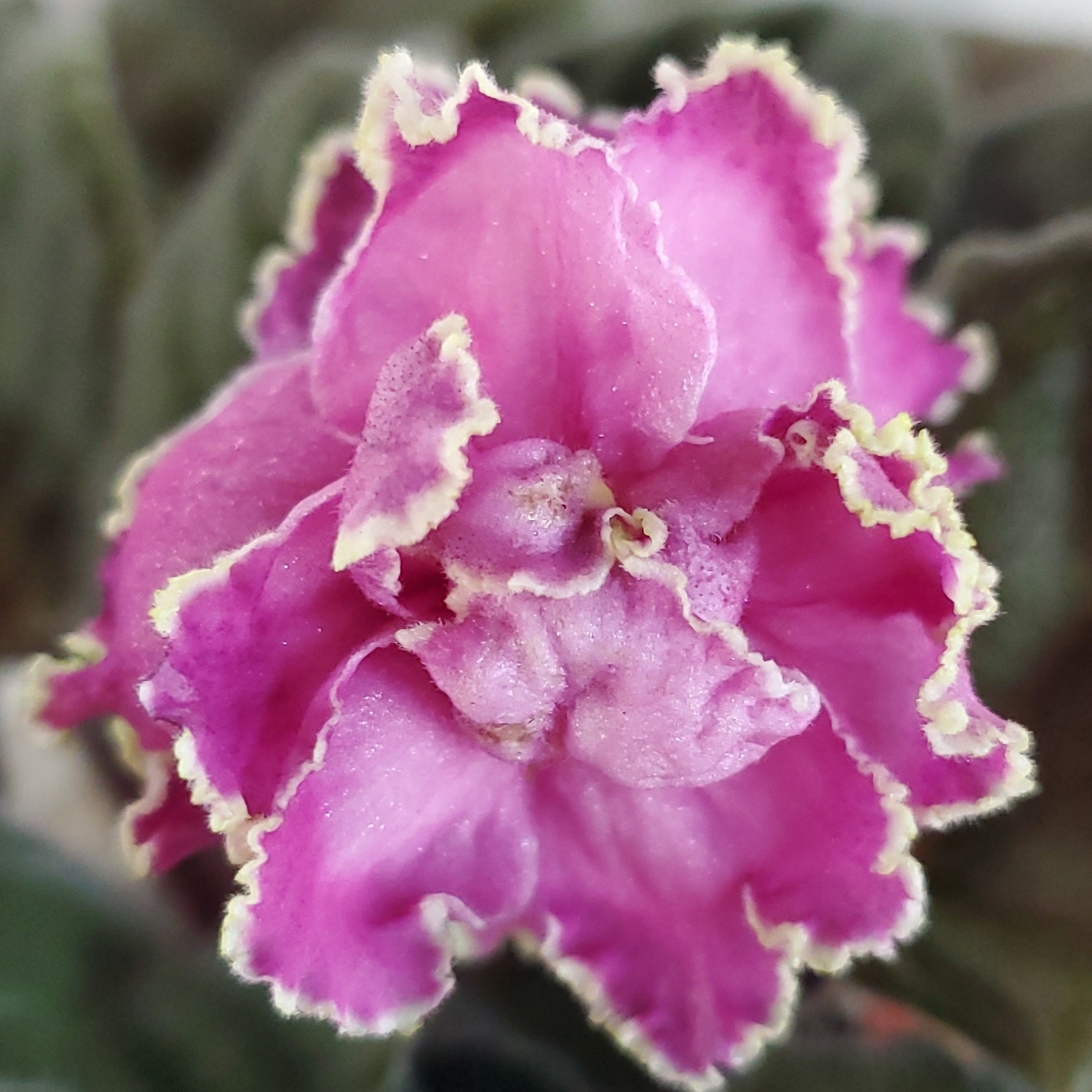 Cukiereczek russian african violet – bloomlovers.com