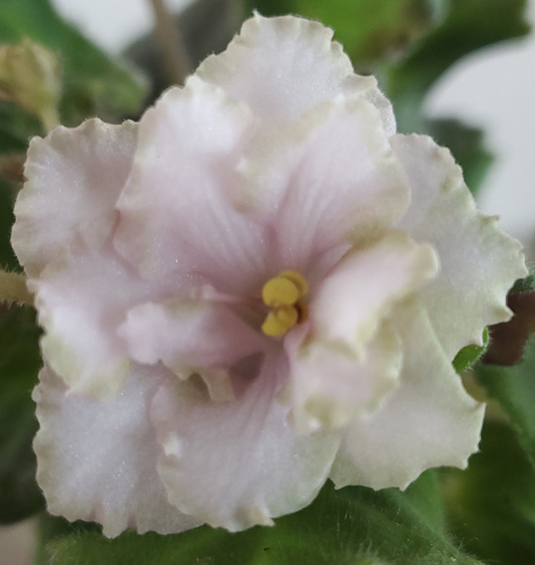 Irish Sprite – bloomlovers.com