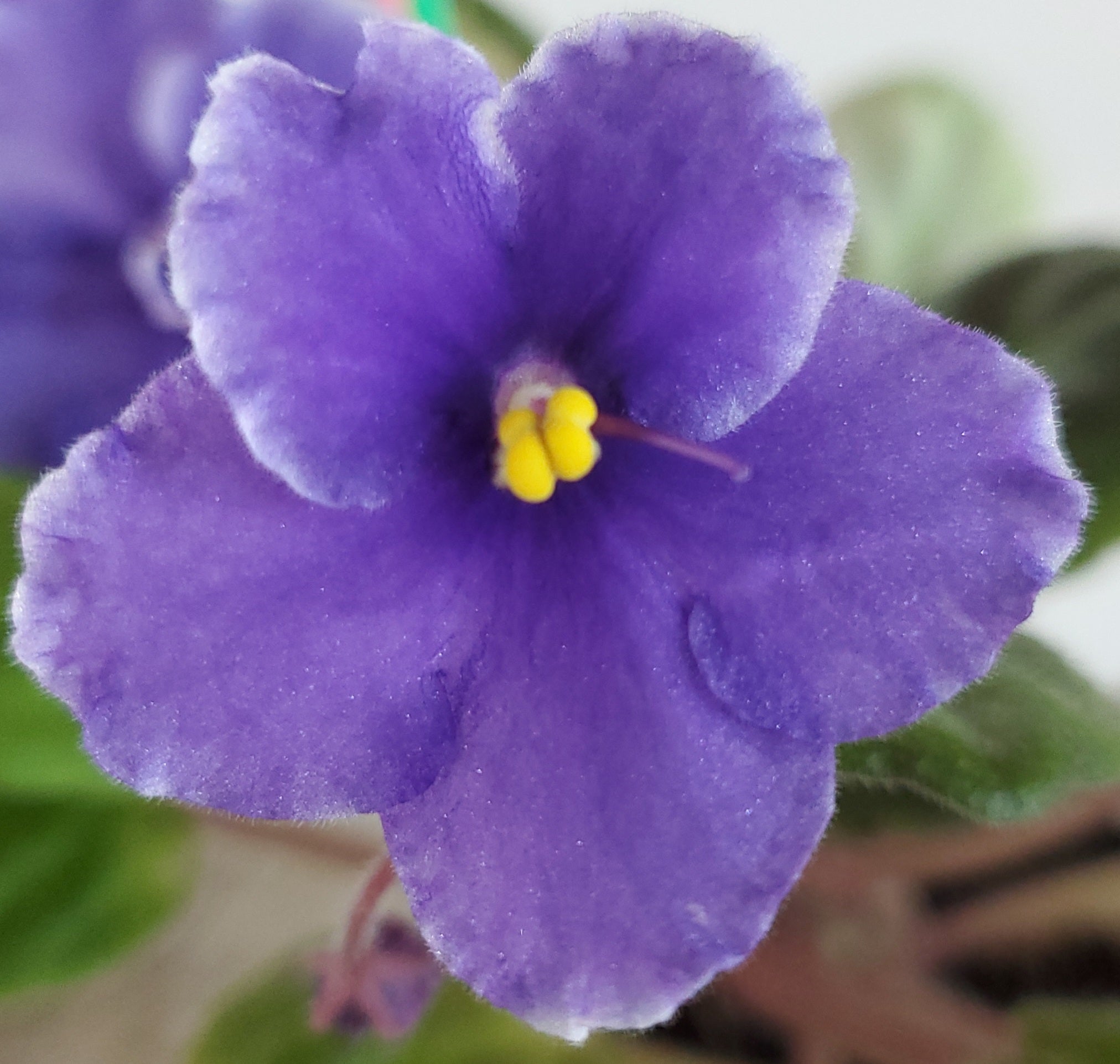 Irtish River – bloomlovers.com