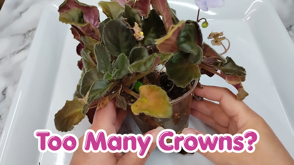 Bloomlovers – bloomlovers.com