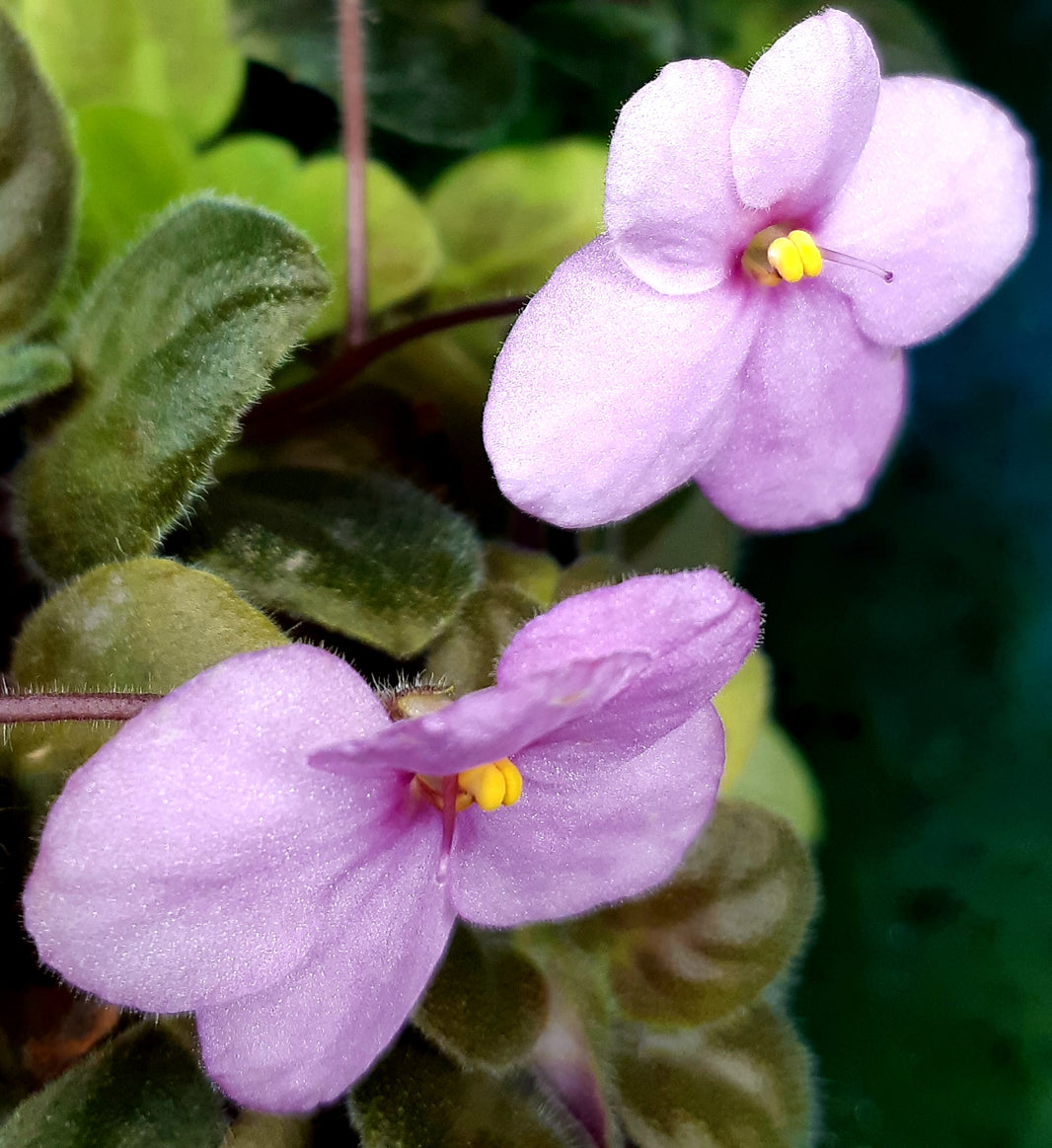 PLUGS Trailers – Page 2 – bloomlovers.com