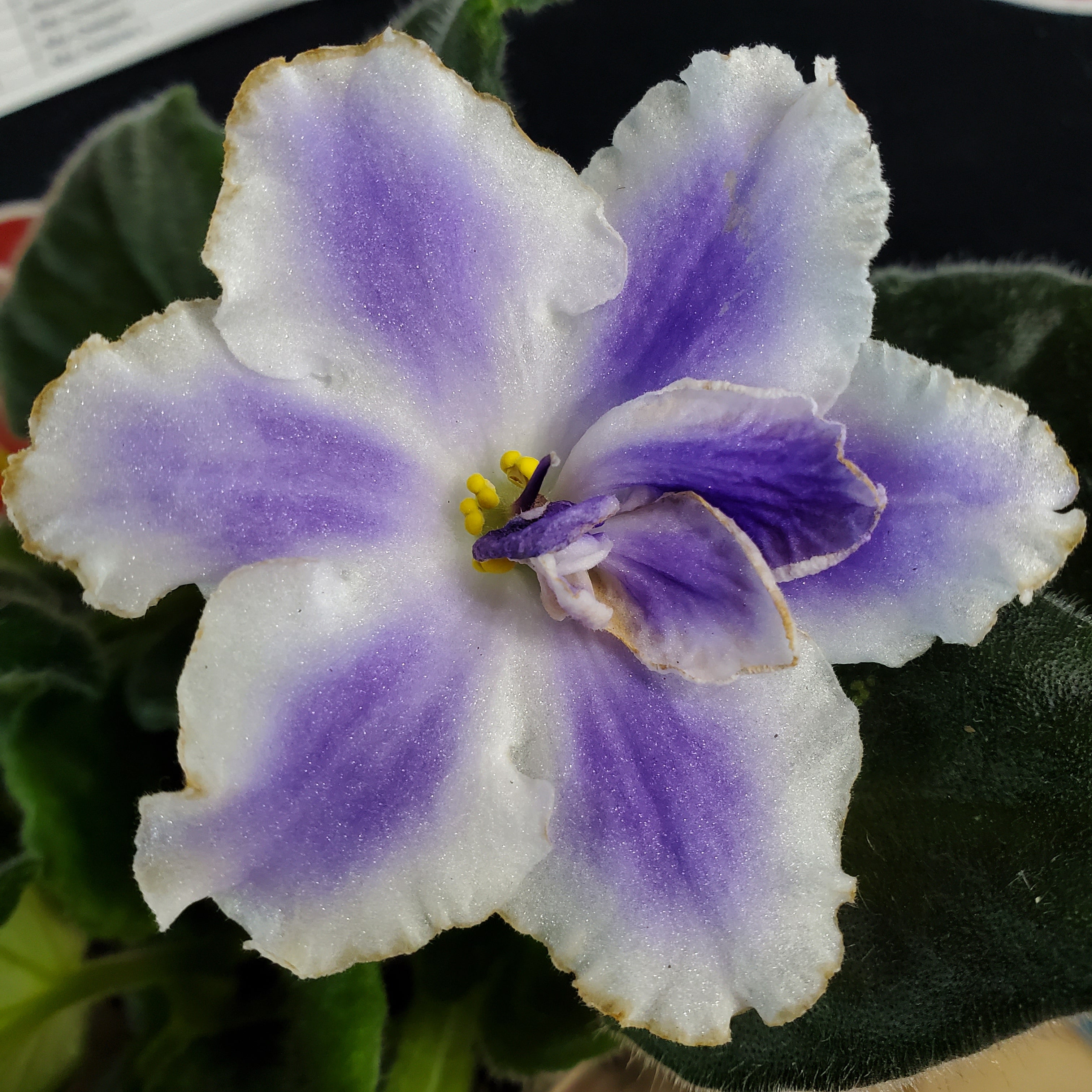 LE Ksietycoy Kamlen russian african violet – bloomlovers.com