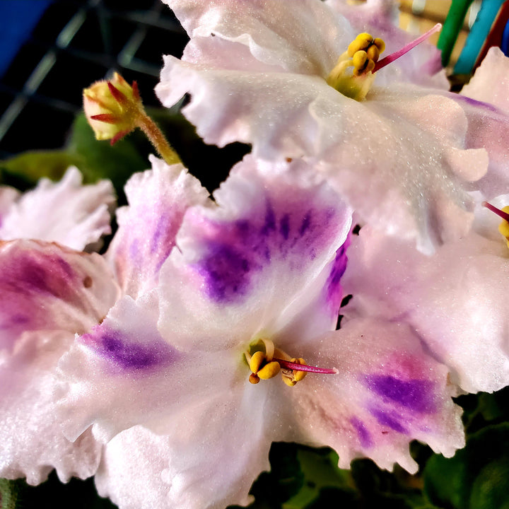 LEAF Ukrainian/Russian – bloomlovers.com