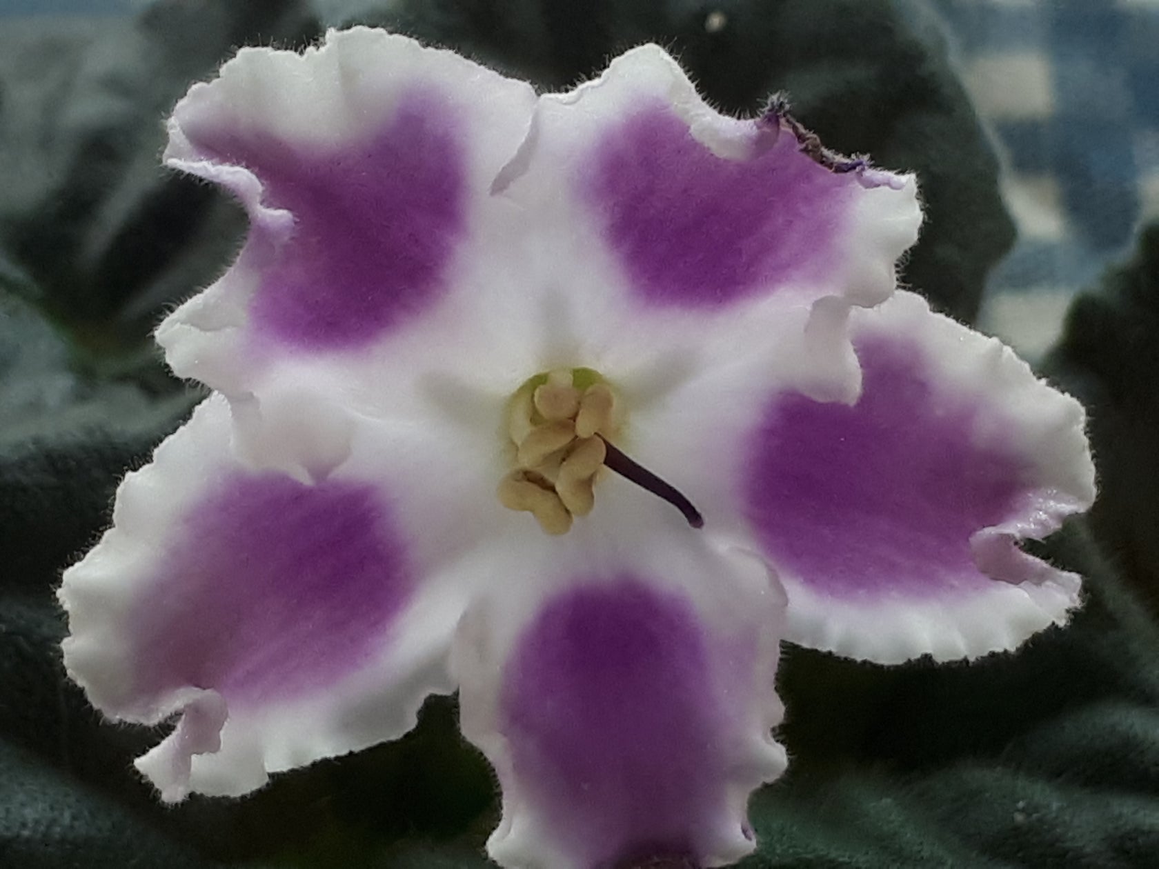 LE Kolca Saturna – bloomlovers.com