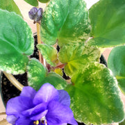 Bloomlovers – bloomlovers.com