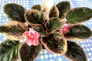 Apache Showoff – bloomlovers.com