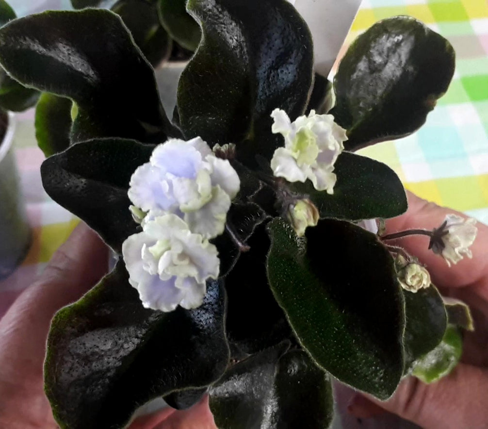 Boo man – bloomlovers.com