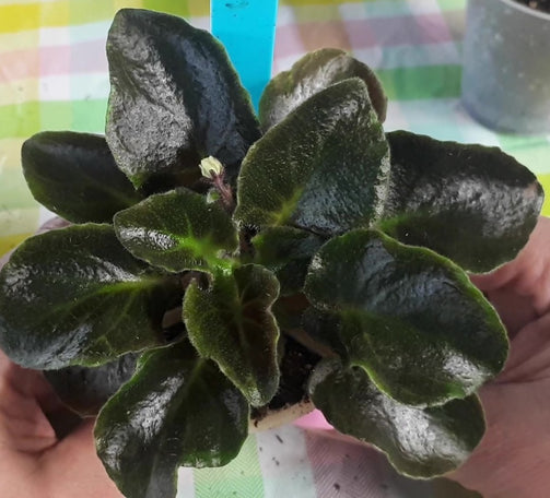 Boo man – bloomlovers.com