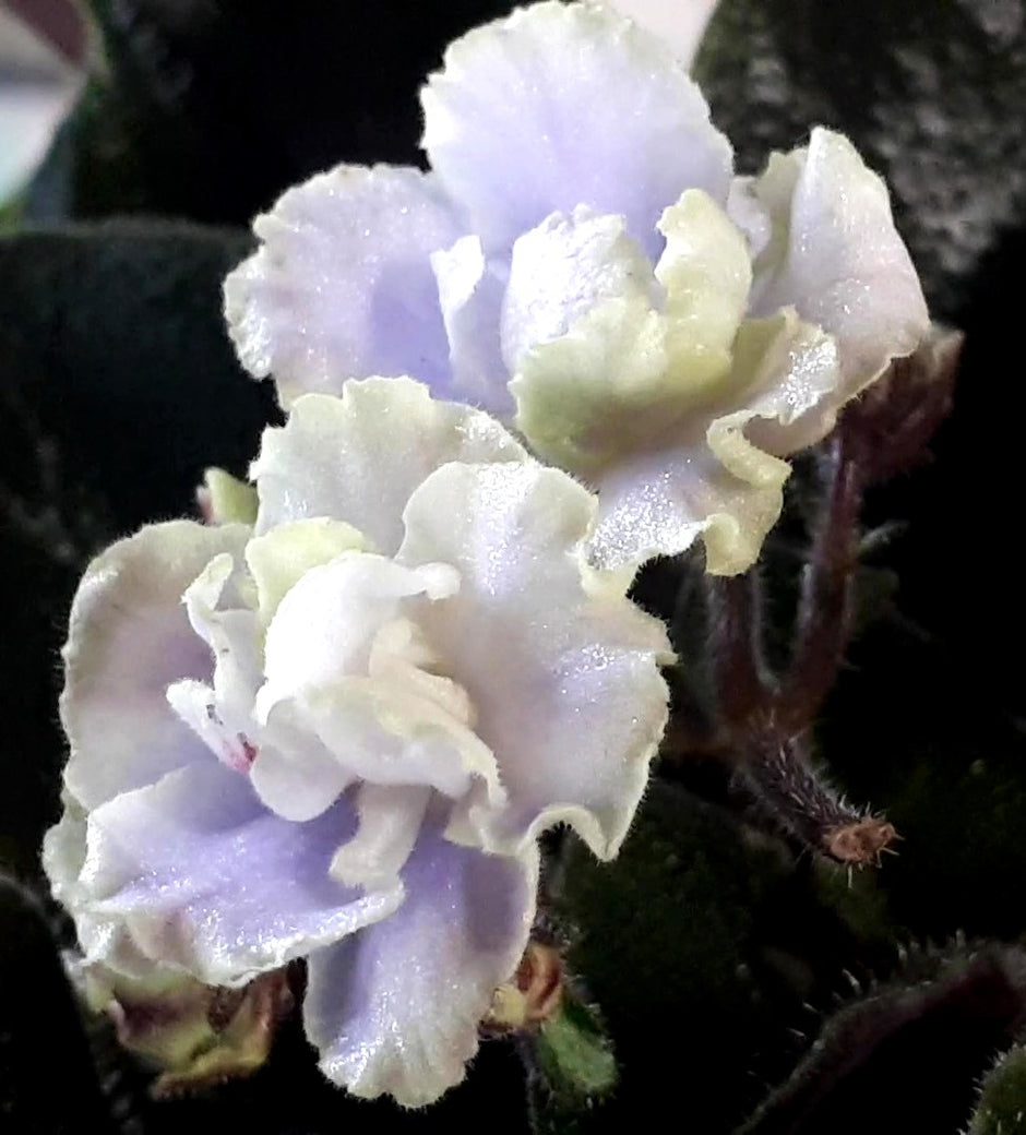 Bloomlovers – bloomlovers.com