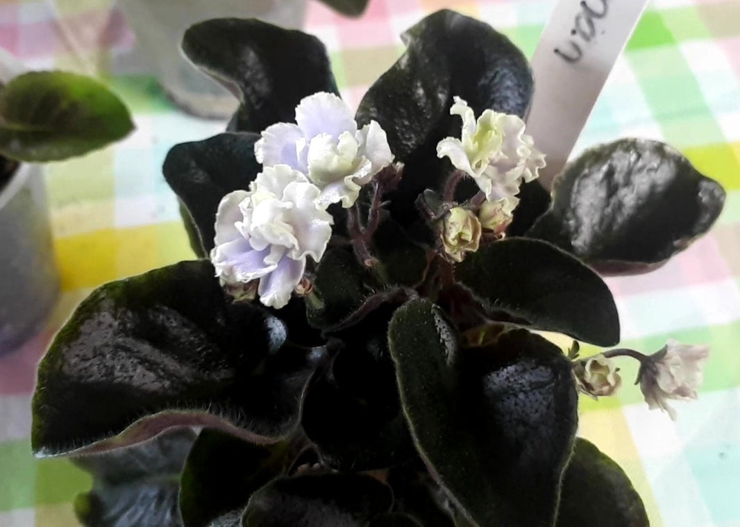 Bloomlovers – bloomlovers.com