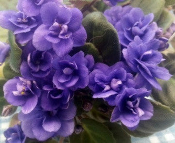 LEAF All available – bloomlovers.com