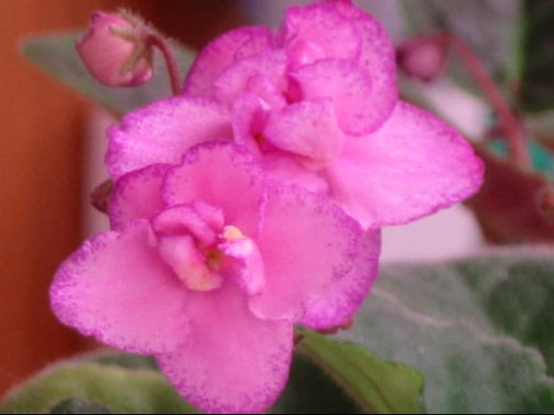 Coral Kitty – bloomlovers.com