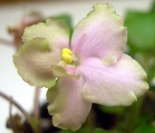 Irish Sprite – bloomlovers.com