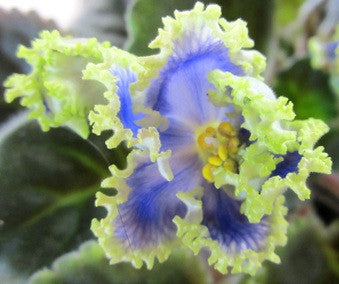 Kei-Yoki – bloomlovers.com