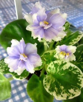 Ma's Winter Moon – bloomlovers.com