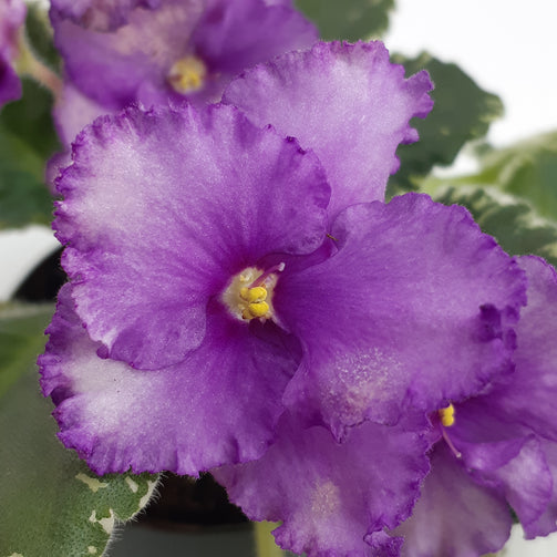 Penny Lover – bloomlovers.com