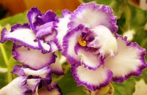 Purple Crest – bloomlovers.com