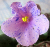 LEAF All available – bloomlovers.com