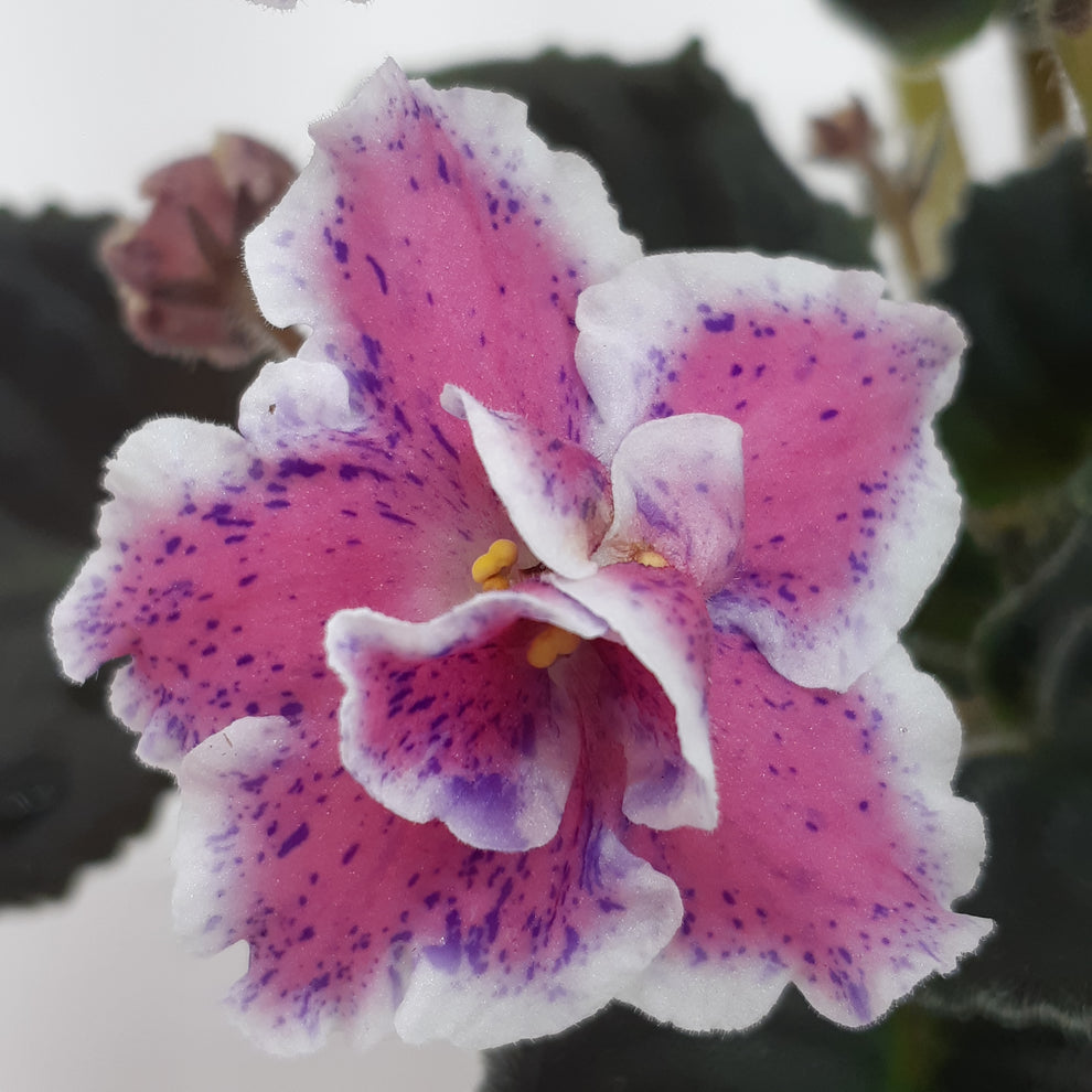 RS Raznoperistay Ptichka – bloomlovers.com