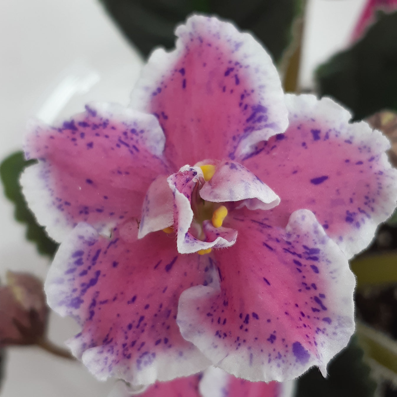 RS Raznoperistay Ptichka – bloomlovers.com