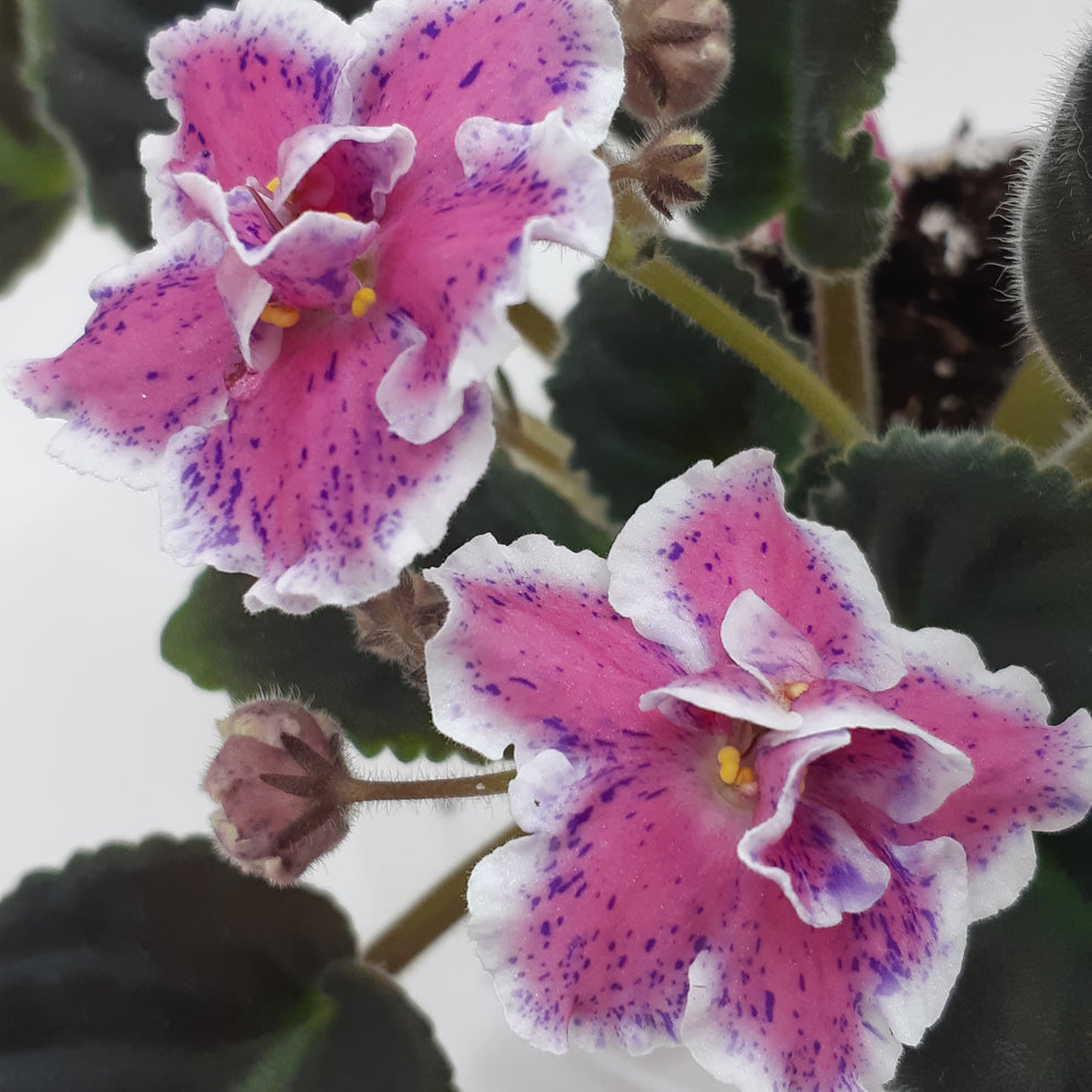 RS Raznoperistay Ptichka – bloomlovers.com