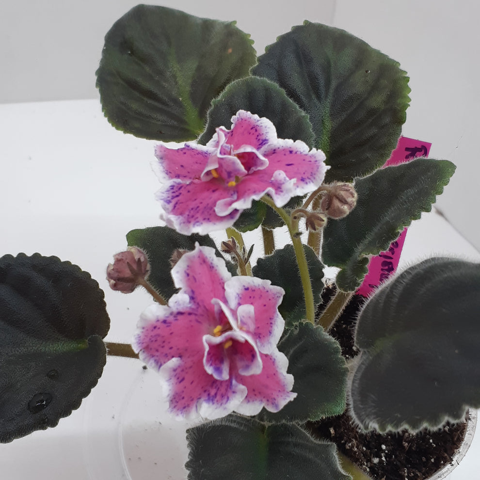 RS Raznoperistay Ptichka – bloomlovers.com