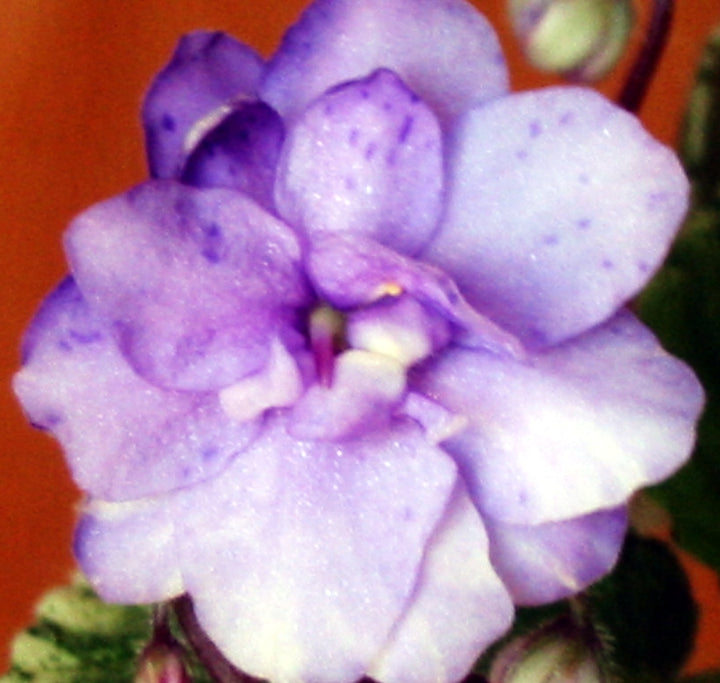Bloomlovers – bloomlovers.com