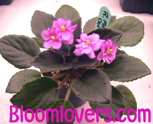 Rob's Mad Cat – bloomlovers.com