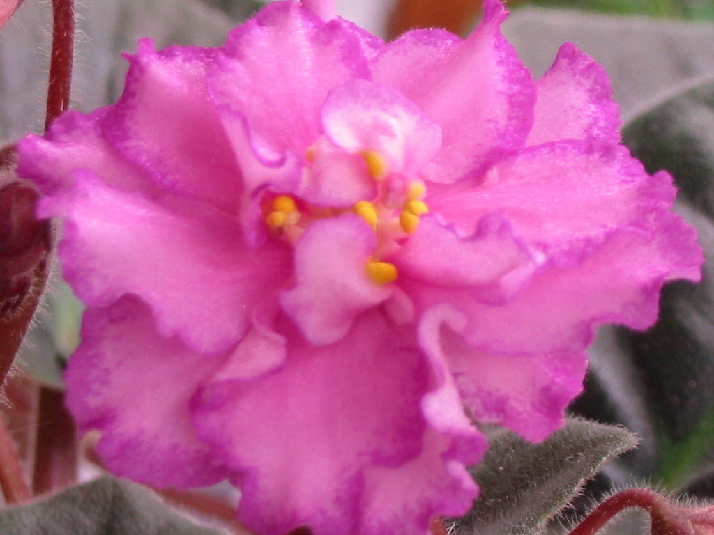 Strawberry Wave – bloomlovers.com