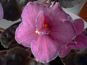 Tula – bloomlovers.com