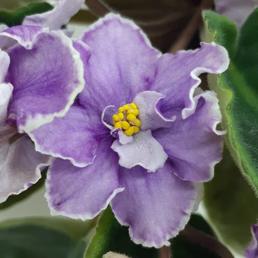 Ultra Violet Nebula – bloomlovers.com