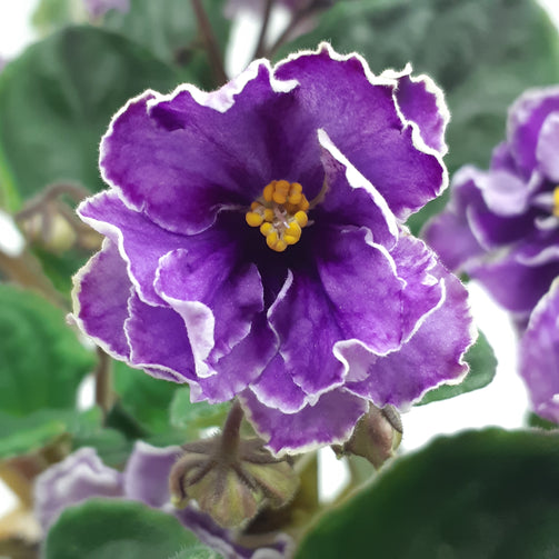 Ultra Violet Nebula – bloomlovers.com