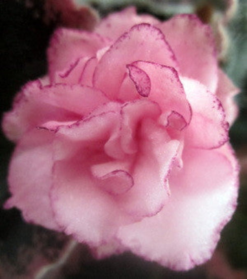 Cajun's Dixie Pride – bloomlovers.com