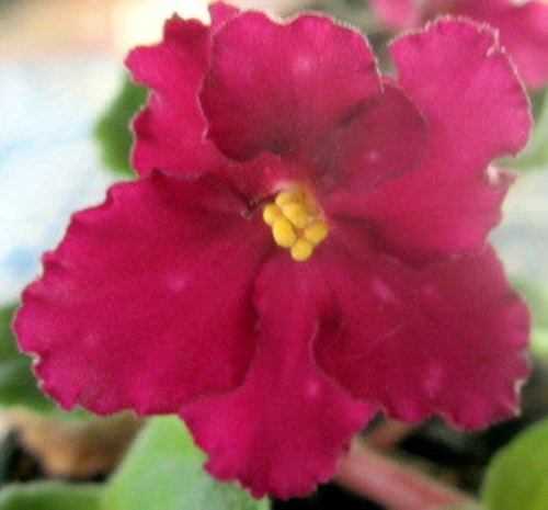 Jolly Red – bloomlovers.com