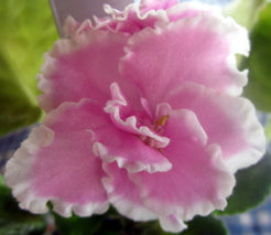 Pink Summit – bloomlovers.com