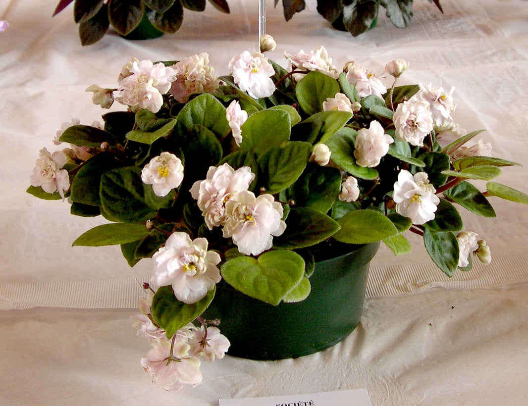 Bloomlovers – bloomlovers.com